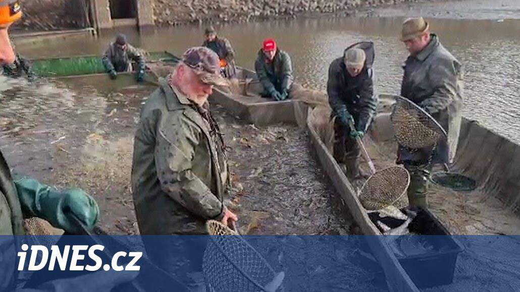 Padrťský rybník vydal méně ryb, rybáři přešli na chov bez přikrmování ...