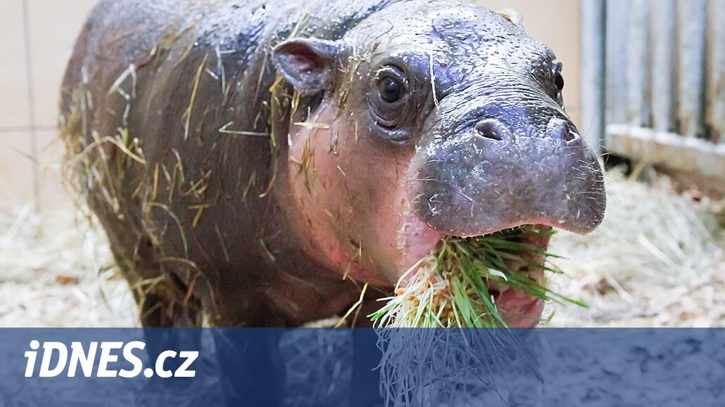 Hrošíci si oblíbili čerstvé klíčky, laboratoř jich produkuje 120 kilo ...