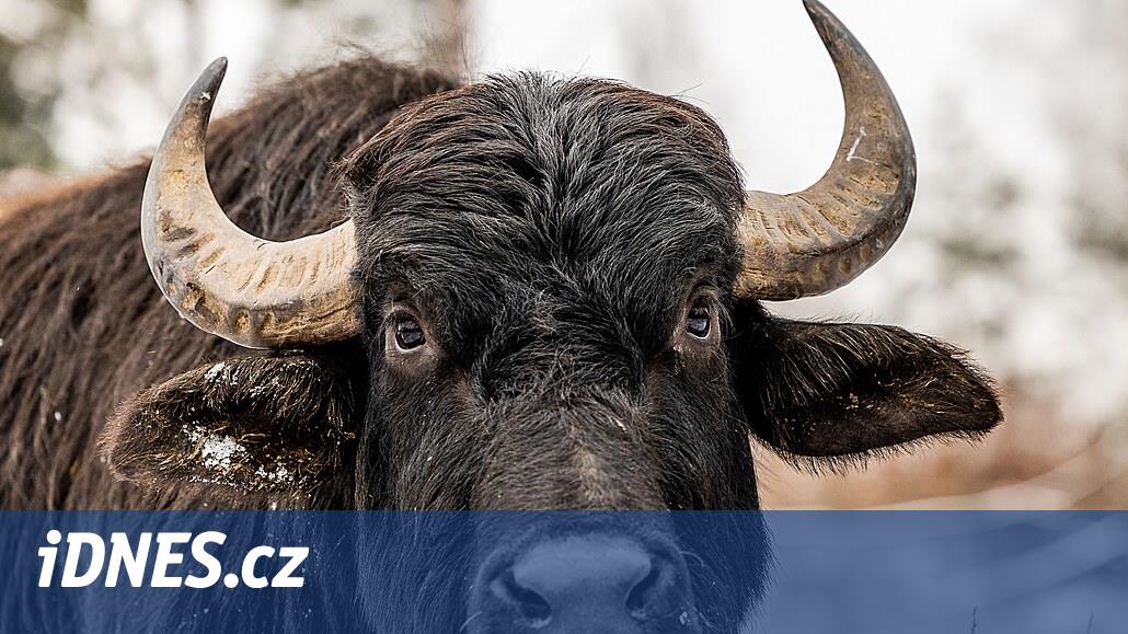 Do Hradce se přistěhovali buvoli, válením v bahně rozšíří tůně v ...