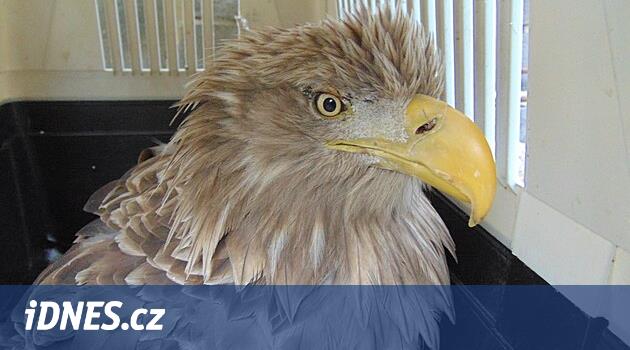 Popáleného a sraženého orla měsíce piplali, teď mu mohli vrátit svobodu ...