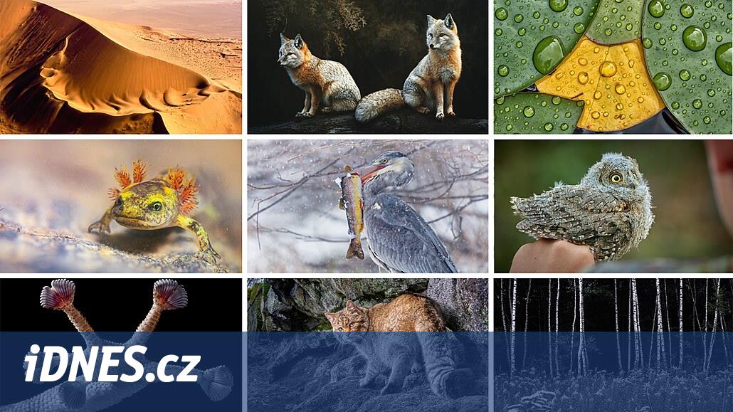 Czech Nature Photo představila nominace. Najdete tam i reportéry iDNES ...