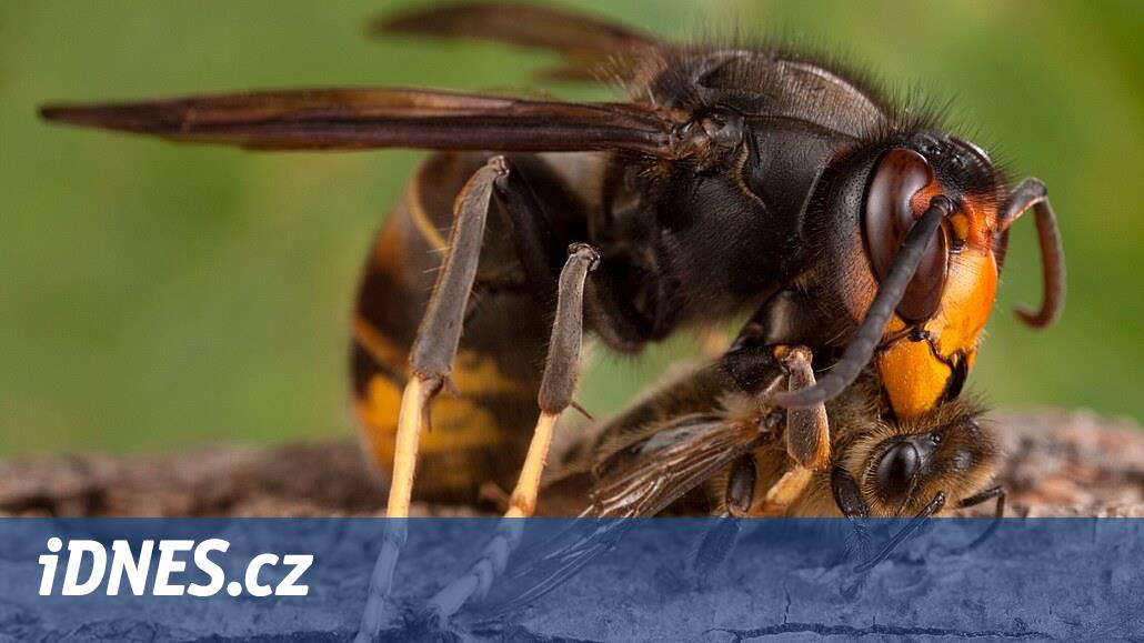 Obávaná sršeň asijská může putovat v kamionech, experti chtějí varovat ...
