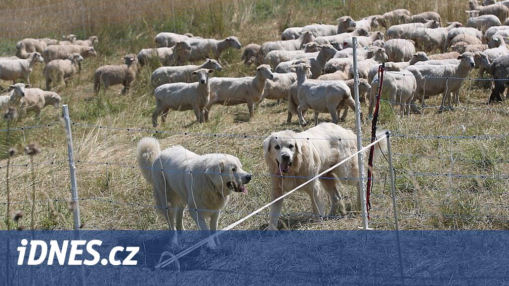 Vlci dál útočí na ovčí stáda v Beskydech, zardousili už desítky kusů ...