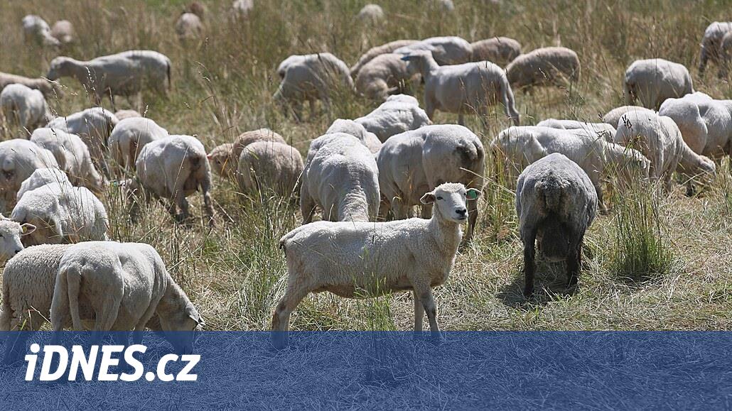 Na Beskydsku instalovali skoro dvoumetrové sítě, mají chránit ovce před vlky - iDNES.cz
