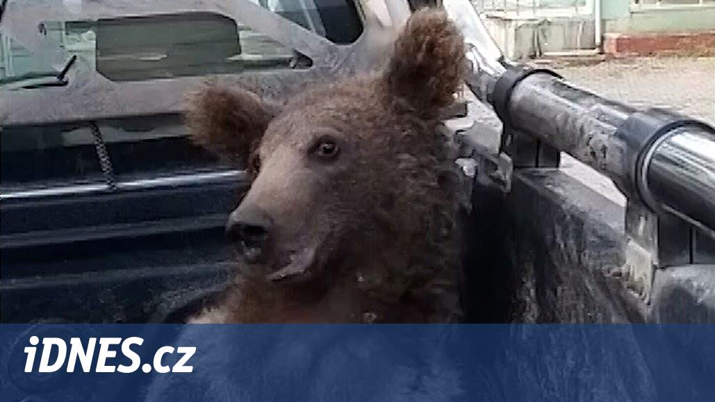 VIDEO: Motající se medvídě baví internet. Přehnalo to s halucinogenním ...