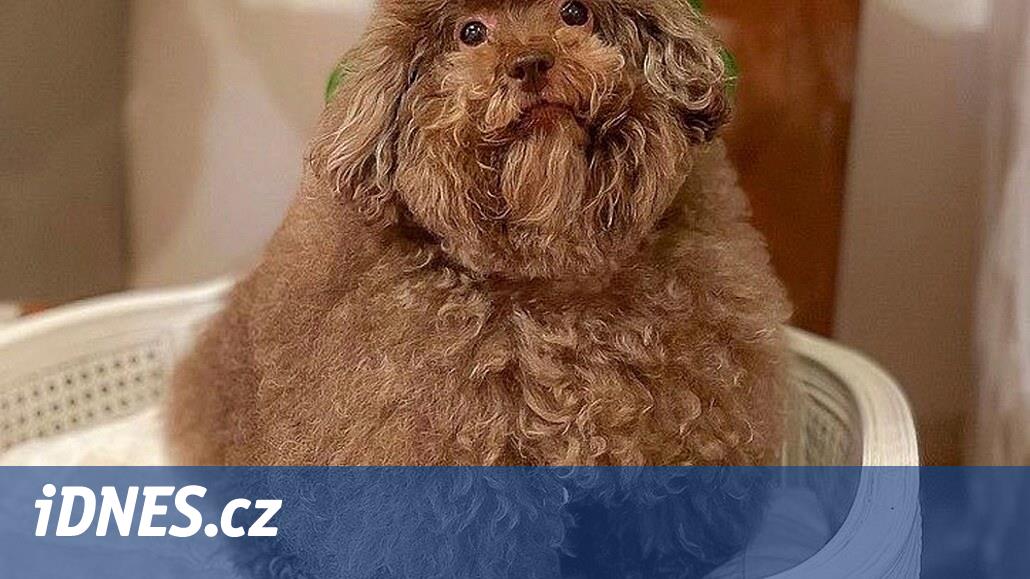 Pudlík Mohu je hvězdou. Tak malého a kulatého psa jste ještě neviděli ...