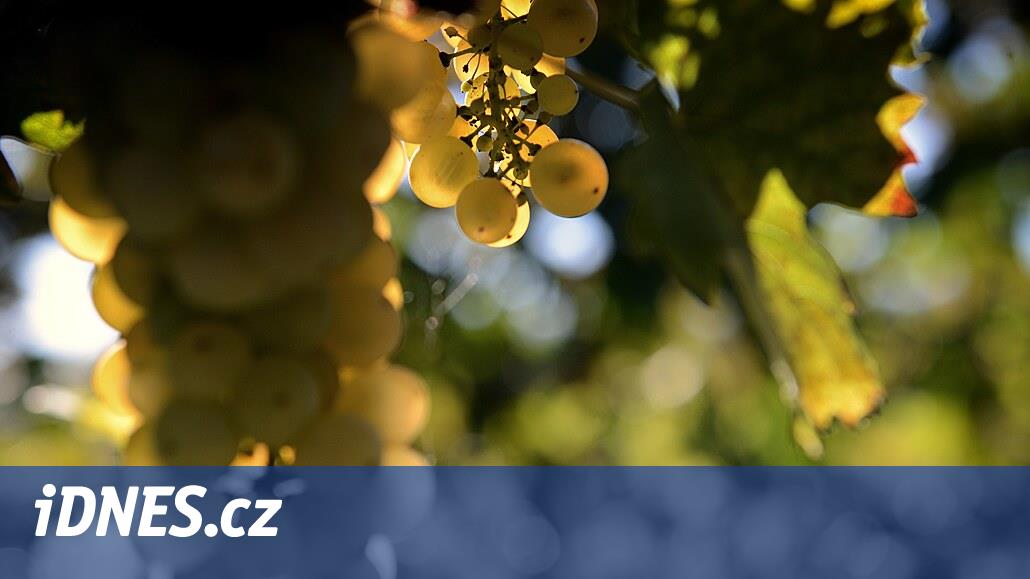 V Česku přibývá vinic, vysazuje se hlavně Pálava, Tramín a Veltlínské ...