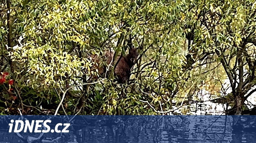 Ze zoo v Hluboké utekl kozorožec. Před hasiči se snažil uplavat, museli ...