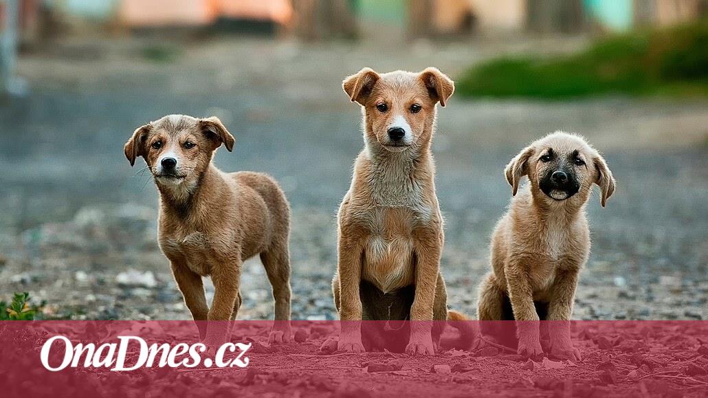 Adopcí dáte domácím mazlíčkům především druhou šanci na milující domov ...