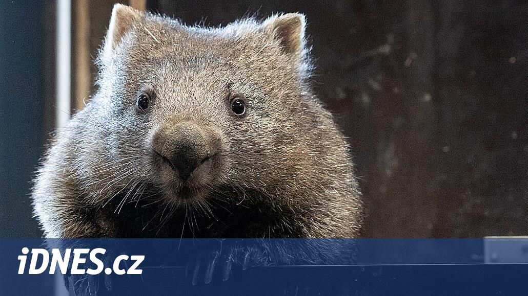 Vombat Cooper musel na partnerku kvůli covidu čekat, ale už ji má v ...