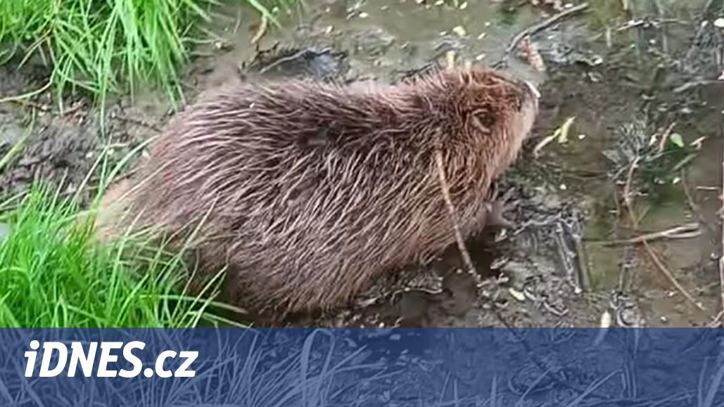 Bobr se toulal po autobusovém nádraží v Liberci, strážníci ho lapili ...