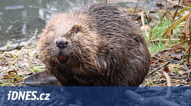 Olomoučtí bobři se vrátili v 90. letech, jejich hráze teď nestačí ničit ...