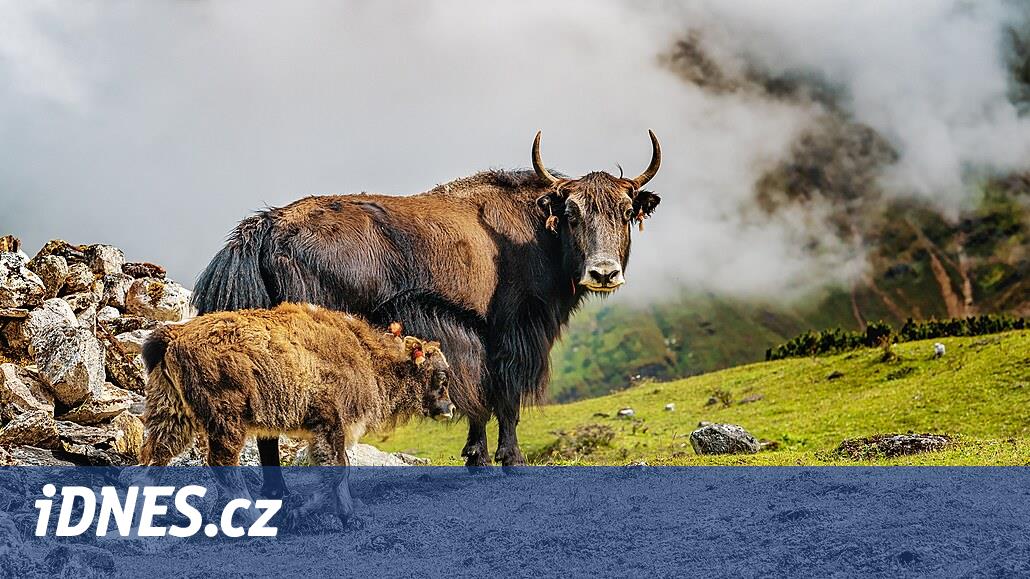 Čeští horolezci vykoupili v Himálaji čtyřicet hladových jaků z vězení ...