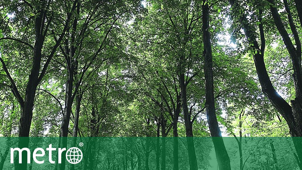 Zajímavé aleje najdete na hřbitovech i na Spořilově, říká dendrolog Aleš Rudl - Metro.cz