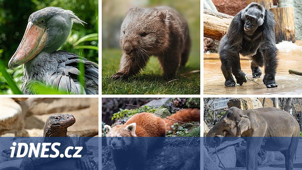 Otestujte se, jak znáte zvířecí osobnosti Zoo Praha. Které jsou ikonami ...