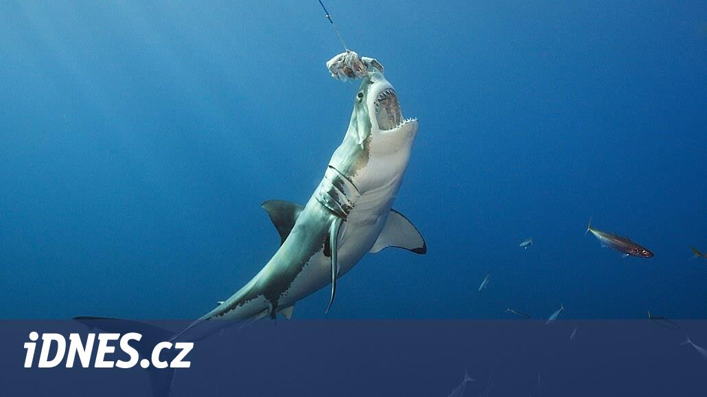 Žralok zabil v Egyptě turistu. Druhého u letoviska Marsa Alam zranil ...
