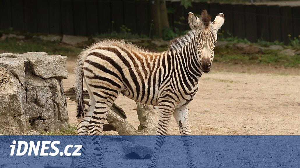 Liberecká zoo se pyšní novými mláďaty, na svět přišla i modrooká zebra ...