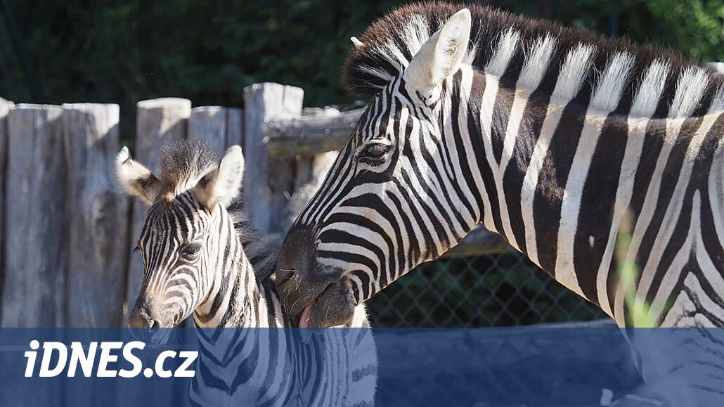 Zebra porodila přímo před návštěvníky zoo, další mláďata jsou na cestě ...