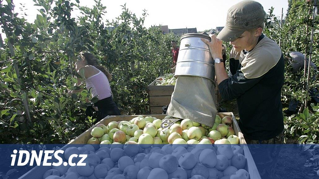 Řetězce koupí kilo jablek za 14 korun a prodají za 60, rozčilují se ...