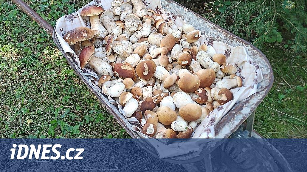OBRAZEM: Na houby s kolečkem. I tak může vypadat současné houbaření ...