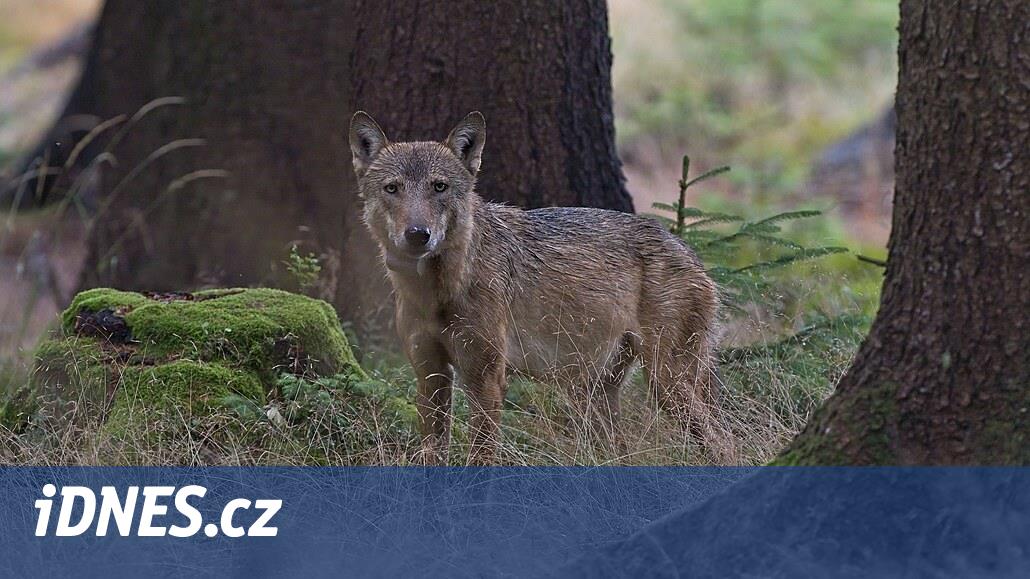 Analýza DNA potvrdila, že útočil vlk. Případů přibývá, stáda potřebují ...
