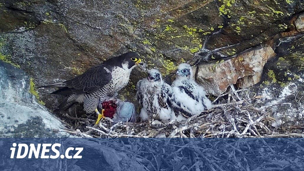 Jeseničtí sokoli vyvedli přes čtyřicet mláďat, nejvíce v novodobé ...