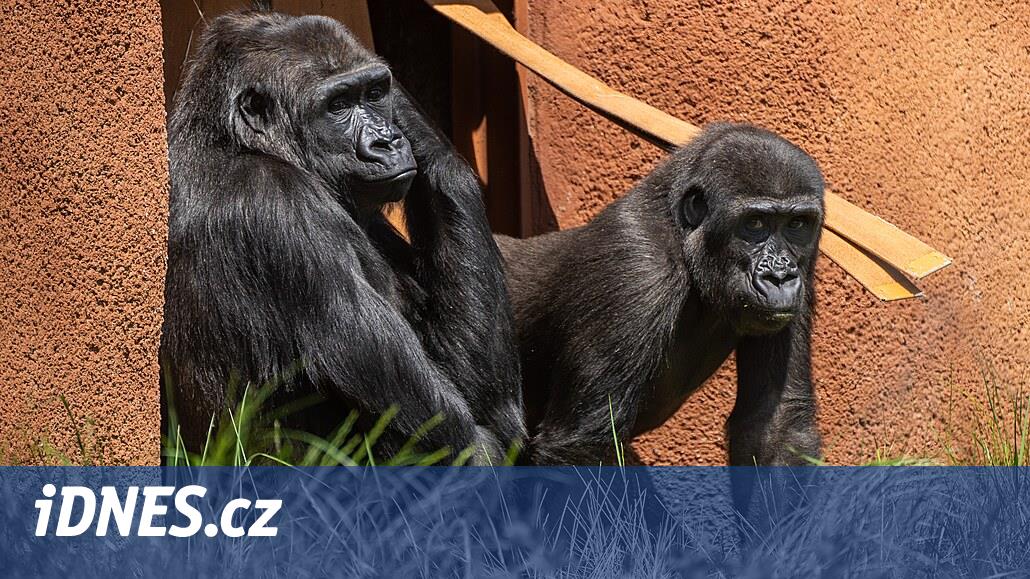 Zoo Praha slaví jubilea v chovu největších savců. A 92. výročí založení ...