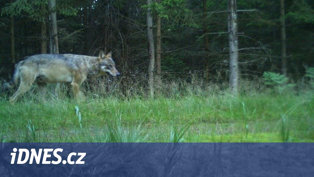 V nejméně navštěvované části Brd se objevil vlk, zachytila ho fotopast ...