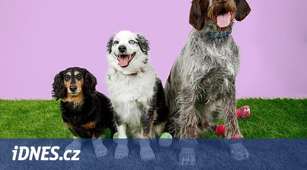 Crocsy pro psy. S novou kolekcí chce značka bot ovládnout sociální sítě ...