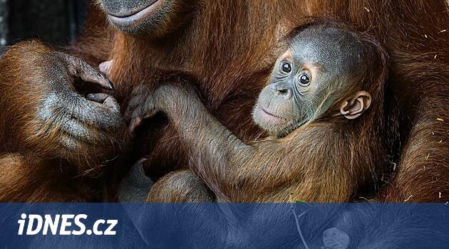 Zvířata v Zoo Praha čekají dýňové hody. Užijte si i Hariho, lidoopí ...