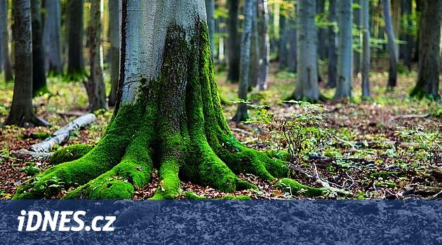 Nepodceňujte mechy. Vydrží vedro i mráz, navíc zachraňují životy - iDNES.cz
