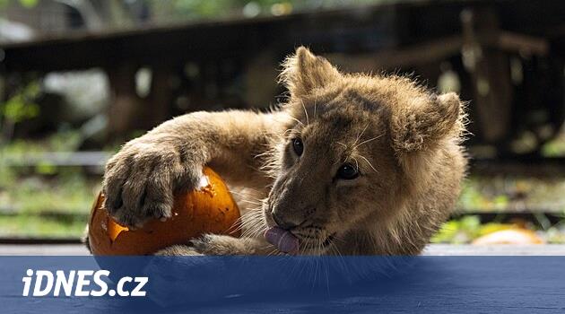 Halloweenské dýně si užívají i exotická zvířata v londýnské i pražské ...