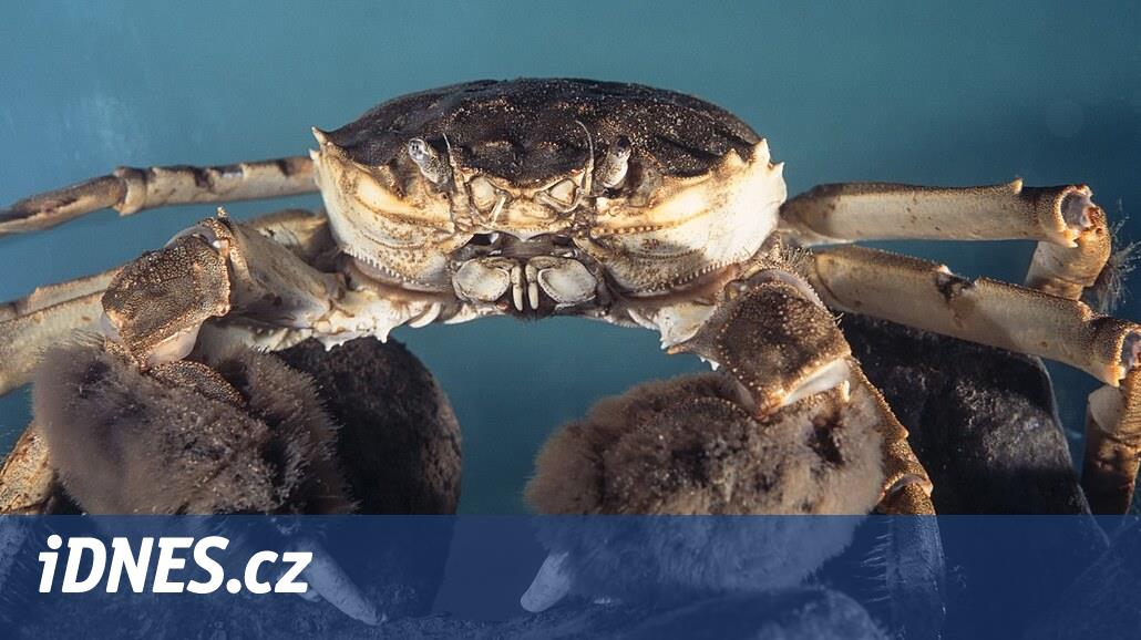 Invazivní a téměř nezničitelní. Evropské řeky terorizují čínští krabi ...