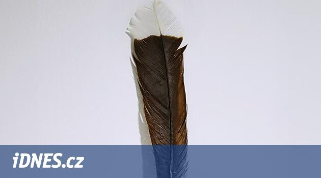 V Aucklandu vydražili pírko vyhynulého ptáka. Zájemce zaplatil přes půl ...