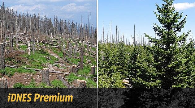 Kůrovec před 30 lety ničil Šumavu, dnes jsou smrky vyšší a silnější ...