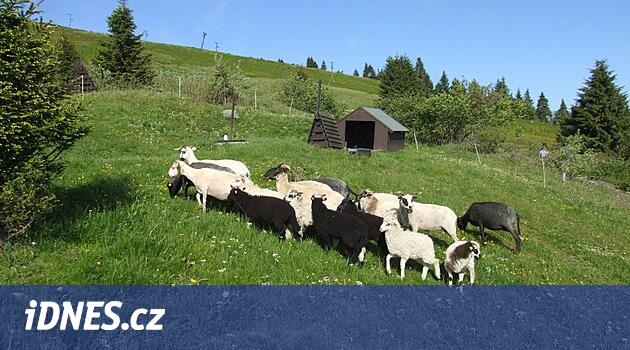 V rezervaci Praděd se budou pást ovce, stádo ohlídá pastevec s ...