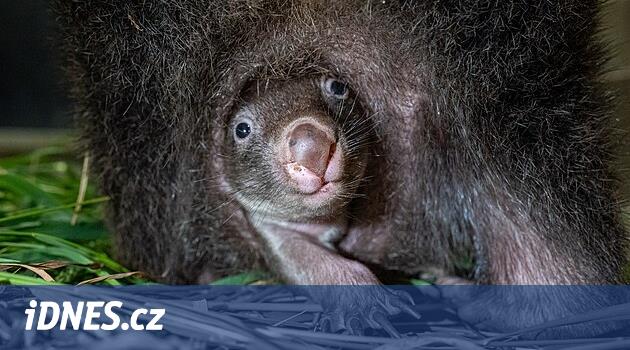 Mládě pražských vombatů už vykukuje mámě z vaku, v sobotu jej čekají ...
