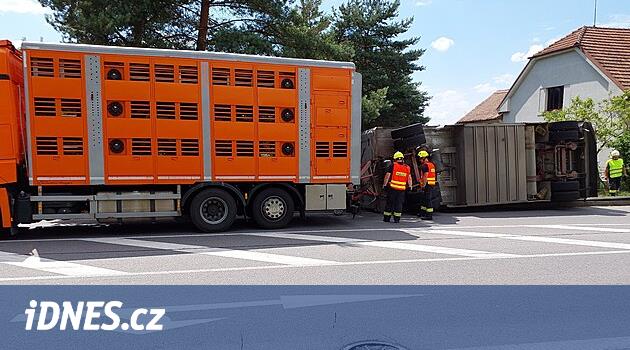 Řidiči se převrátil návěs s kravami, veterináři museli některé utratit ...