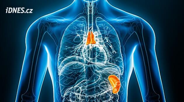 Brzlík a slezina nejsou zbytečné orgány, ovlivňují významně naši ...
