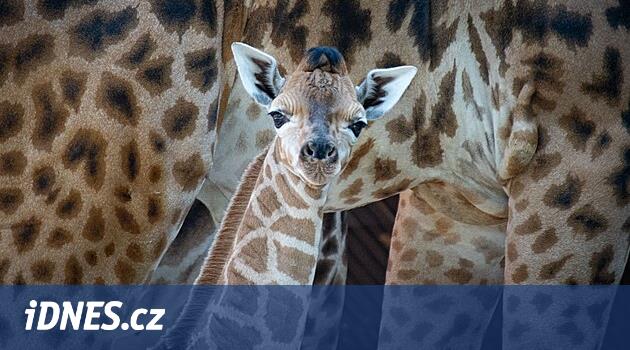 Liberecká zoo pomůže vzdělávat studenty, propojí teorii ochrany přírody ...