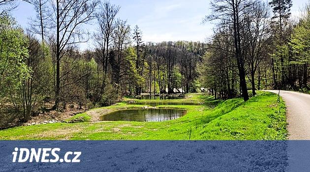 Jak zadržet vodu v lesích? Ochránci přírody sázejí na jednoduchá řešení - iDNES.cz