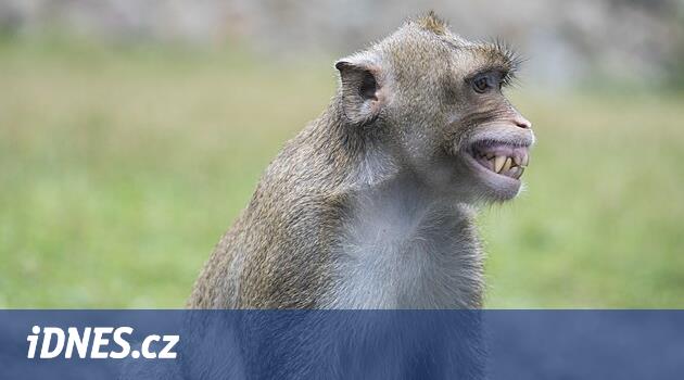 Z výzkumného centra v USA uprchlo 40 opic. Mohou být nakažené, varuje ...