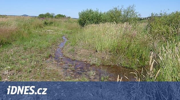 Oživený krušnohorský potok u Adolfova. V mokřadech se hemží život ...