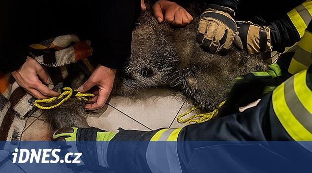 Do drogerie v Heřmanově Městci vběhl kanec, myslivec ho musel utratit ...