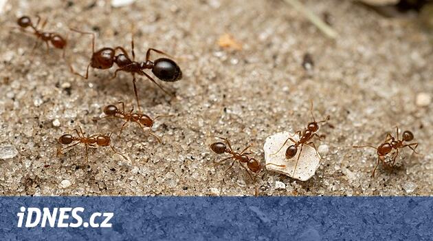 Invazivní ohniví mravenci se dostali poprvé do Evropy - iDNES.cz