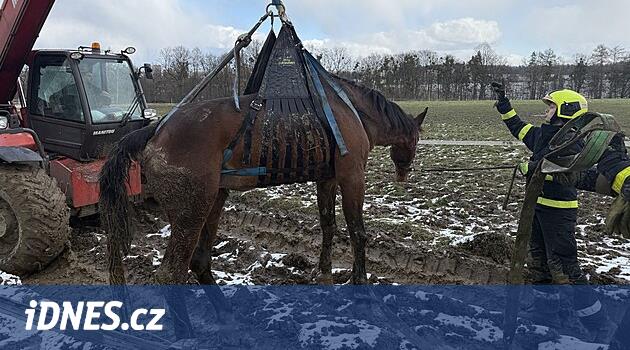 Hasiči na Karvinsku zvedali bezmocnou kobylu, pomohly speciální popruhy ...