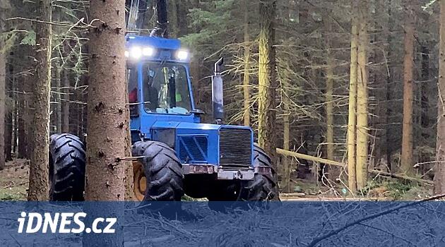 Těžba v lesích kolem Jihlavy klesla, lesníci se věnují obnově po ...