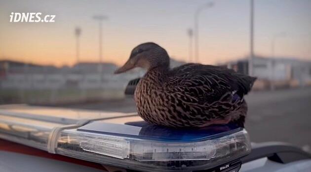 Kachna si oblíbila služební auto pardubických strážníků - iDNES.cz